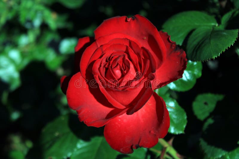 Close-up of an Open Red Rose Stock Image - Image of open, close: 231788949