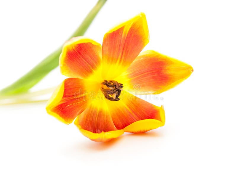 Closeup of Open Red Yellow Open Tulip Stock Photo - Image of colorful ...