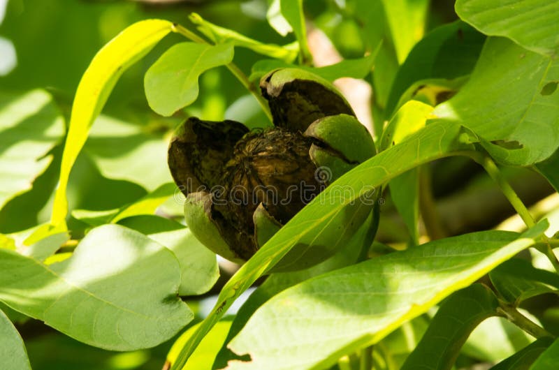 Open walnut on tree stock image. Image of grown, meat - 127121085