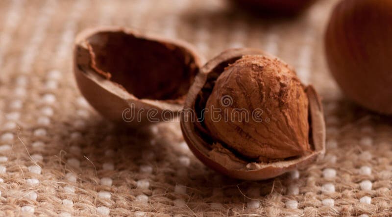 Closeup of an Opened Hazel Nut Stock Photo - Image of macro, closeup ...
