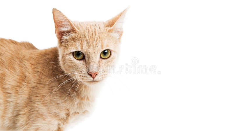 Closeup Orange Cat Looking Forward with Copyspace Stock Photo - Image ...