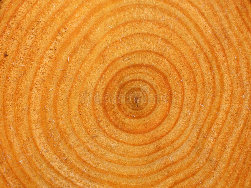 Orange Colored Annual Rings on Alnus Tree Log Stock Image - Image of ...