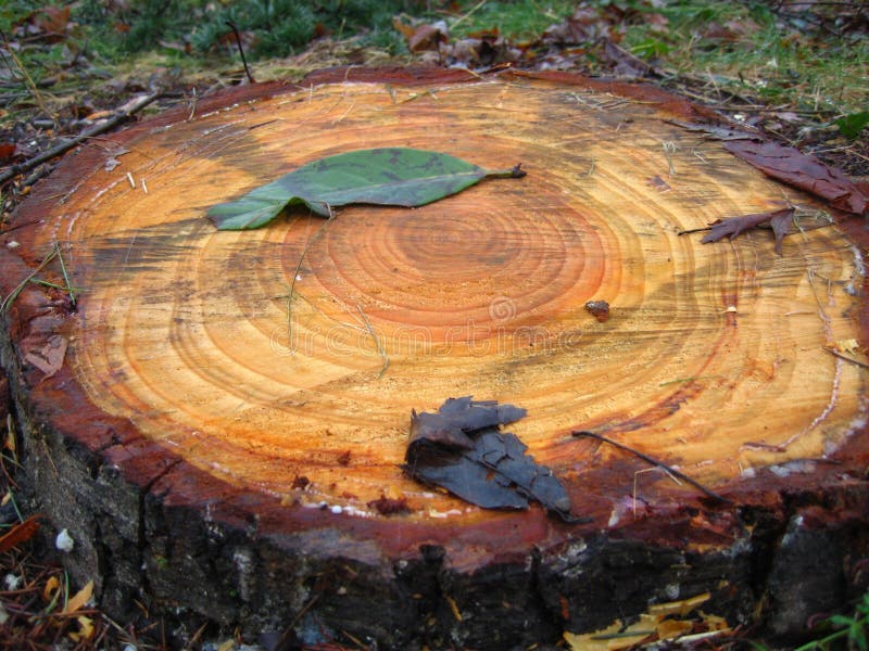 Orange Colored Cut Tree Trunk Stock Photo - Image of tree, stem: 139923862