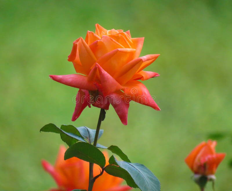 Closeup of Orange Colored Rose Stock Image - Image of floral, freshness ...