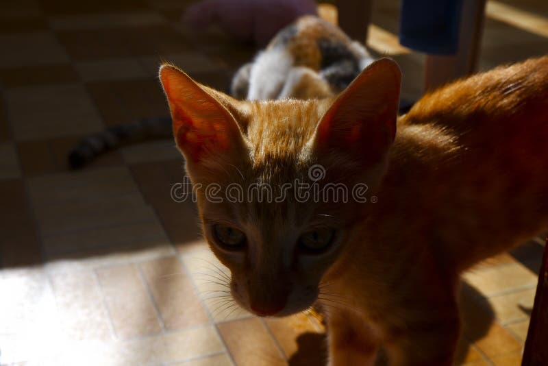 Closeup of an Orange Cornish Rex Cat on a Blanket Stock Photo - Image ...