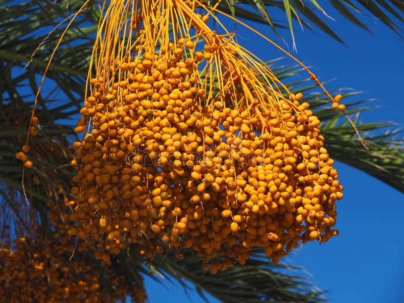 Orange dates stock image. Image of flora, dates, dactylifera - 16958549