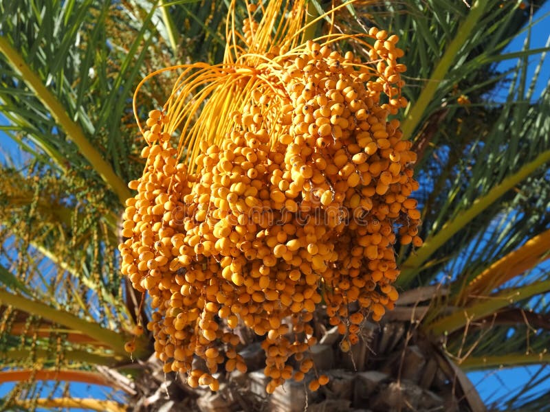 Orange dates stock image. Image of flora, dates, dactylifera - 16958549