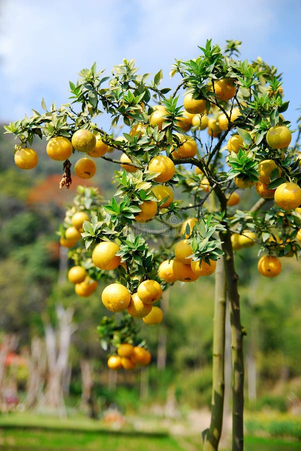Closeup Orange Fruit and Orange Tree in the Field Stock Photo - Image ...