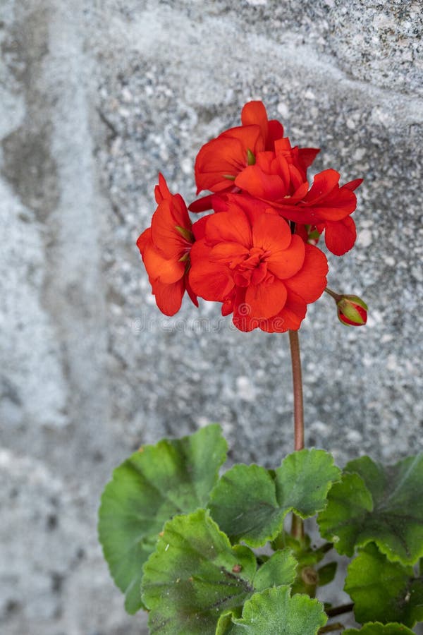 Red Geranium Blooming in Summer Season Stock Photo - Image of summer ...