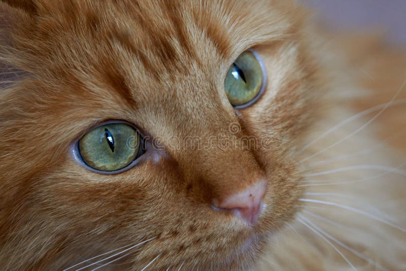 Closeup of an Orange Tabby Cat Face Stock Image - Image of green ...