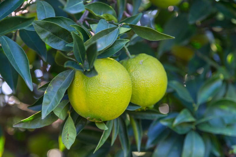 Closeup of Orange Tree Branch Stock Photo - Image of green, nutrition ...