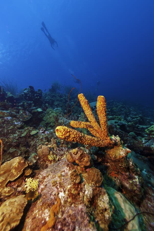 Tube Coral stock photo. Image of dive, colony, reef, eilat - 2622478