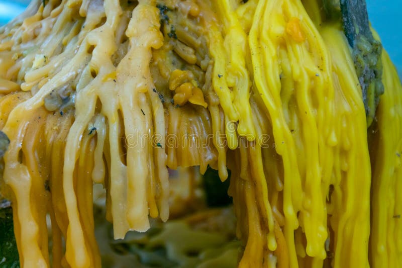 Closeup of Orange and Yellow Candle Dripping Stock Photo - Image of ...
