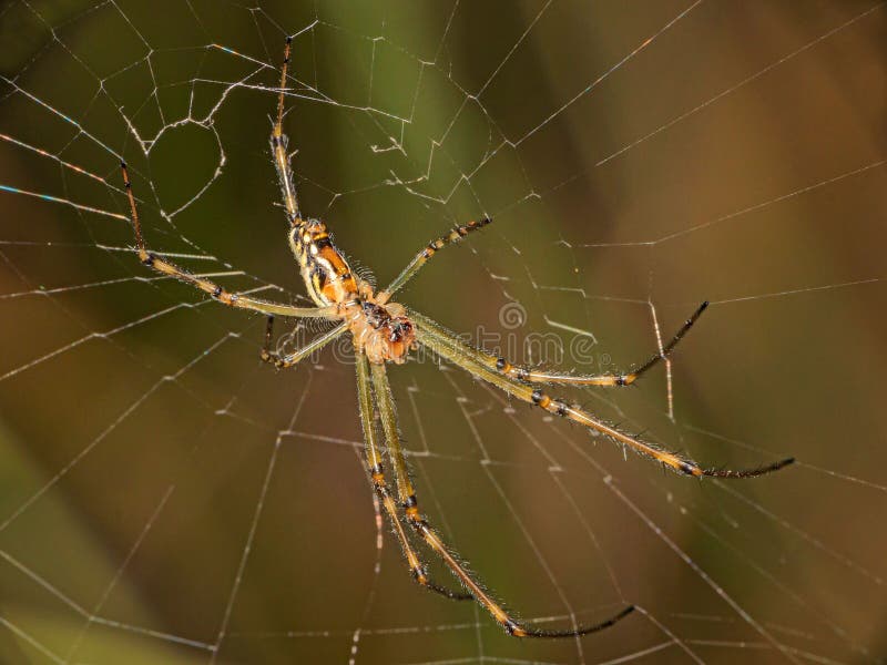 Closeup of an Orb Weaver on the Cobweb. Australia Stock Image - Image ...