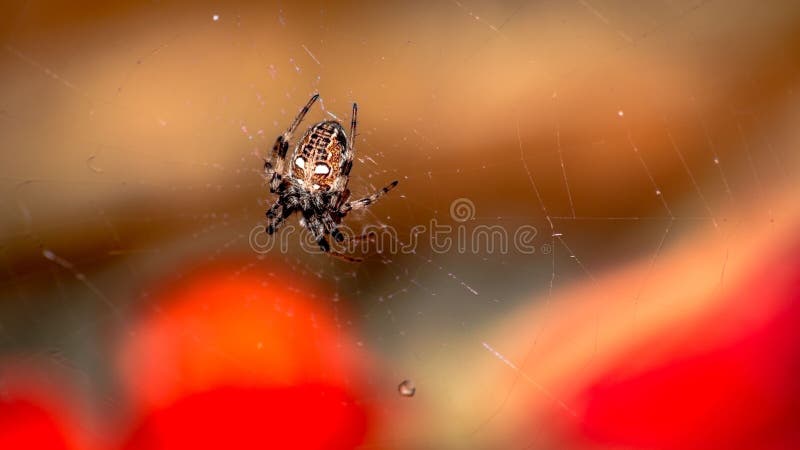 Closeup of an Orb Weaver Spider on the Cobweb. Stock Photo - Image of ...