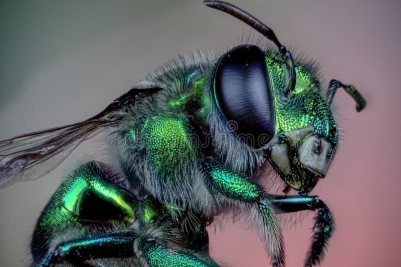 Euglossini Closeup stock image. Image of nature, macro - 215604125