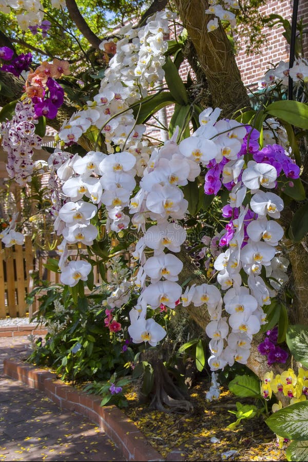 Orchids Hanging from a Tree Stock Photo - Image of gardening, petals ...