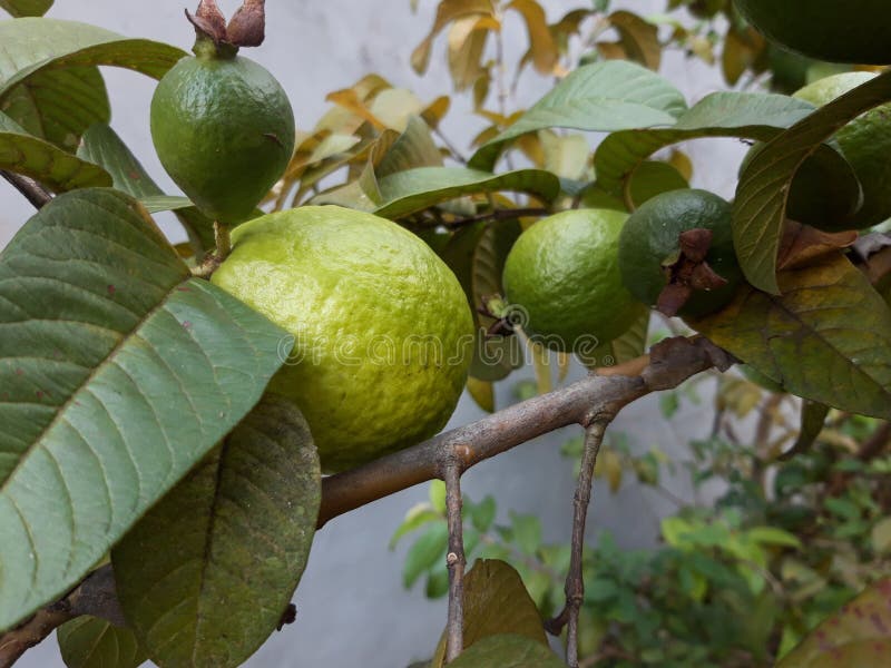Closeup Organic Ripe Red Guava in Tree Branch Stock Image - Image of ...