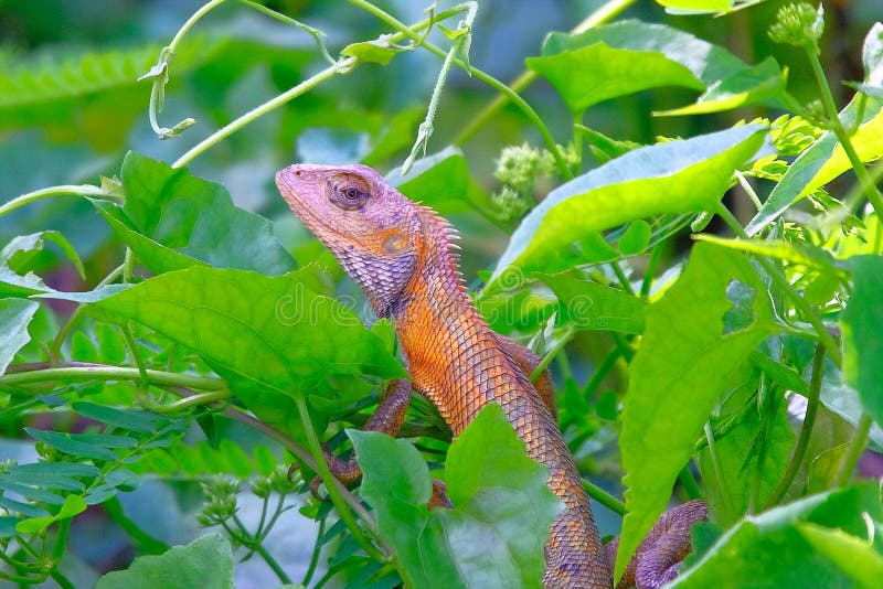 Closeup of an Oriental Garden Lizard in a Green Shrub Stock Image ...