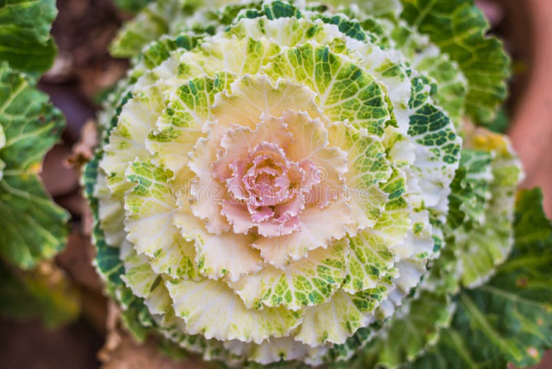 Closeup of Ornamental Decorative Cabbage Stock Photo - Image of pattern ...