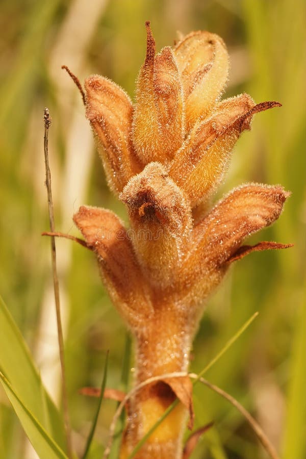 Closeup on Orobanche Alba the Root Parasite of Wild Thyme Stock Image ...