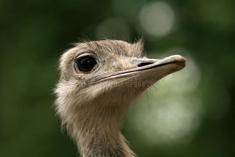 Cute Baby Ostrich stock photo. Image of wilderness, young - 17022892