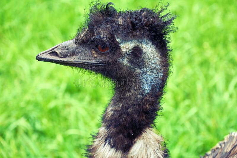 Angry Emu Stock Photos - Free & Royalty-Free Stock Photos from Dreamstime