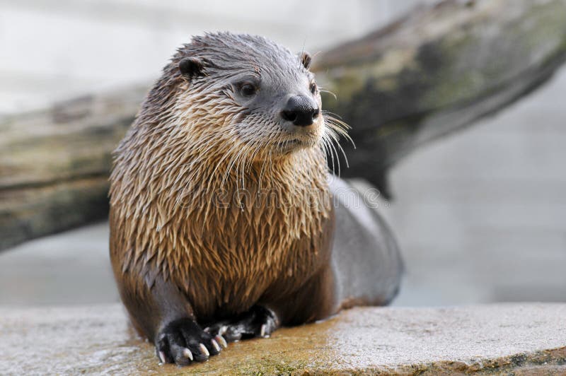 Closeup otter on rock stock photo. Image of otter, nose - 9345012