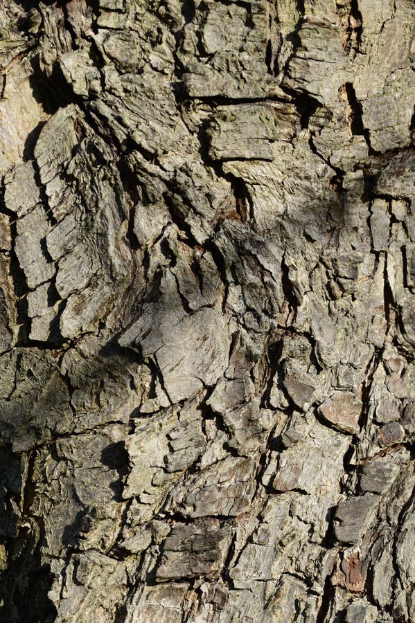 Tree bark in the sun stock image. Image of closeup, plant - 265576157