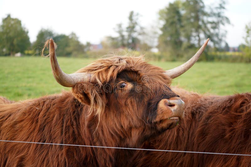Closeup of an Ox Standing in the Middle of the Field and Looking at the ...