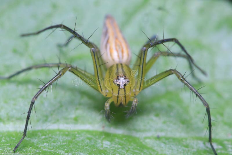 Oxyopes Salticus Striped Lynx Spider is a Species of Spider Stock Image ...