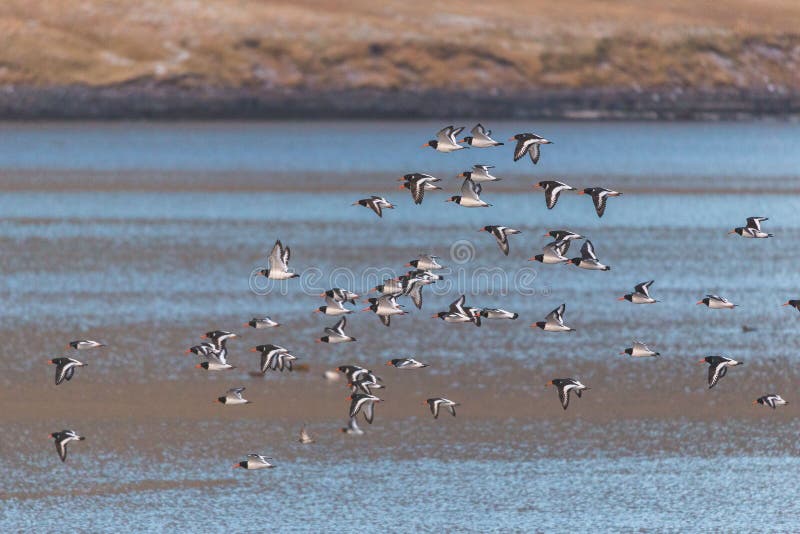 Closeup of Oystercatchers Flying Over the Waterd Stock Image - Image of ...