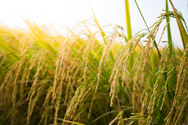 Closeup Paddy rice stock image. Image of harvest, crop - 48658229
