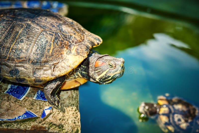 A Closeup of a Painted Turtle beside a Small Pond. Stock Photo - Image ...