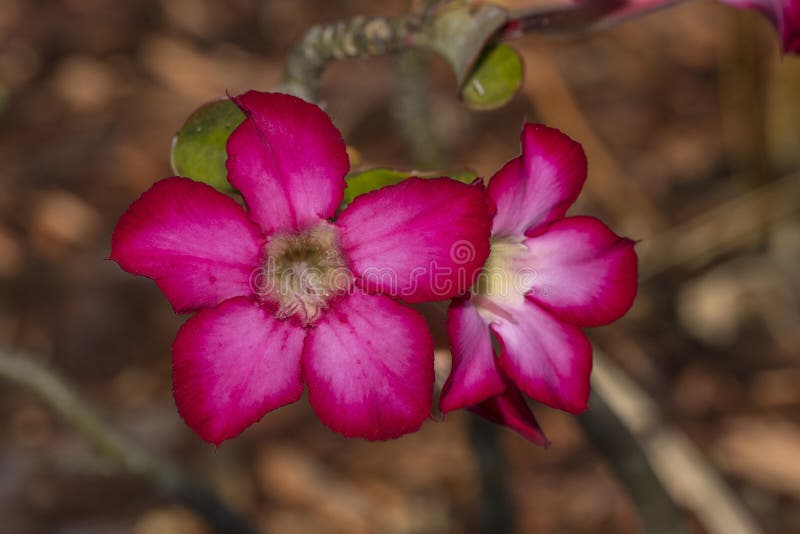 Desert Roses, Closeup stock photo. Image of summer, blossom - 286710578