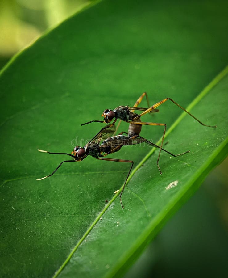 Closeup of a Pair of Insects Mating Stock Photo - Image of invertebrate ...