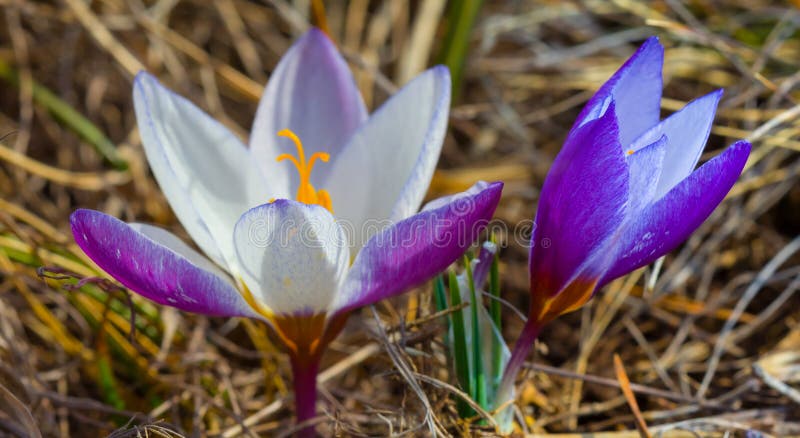 Closeup Pair of Violet Wild Crocus Flowers Stock Photo - Image of ...