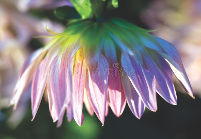 Closeup of a Pale Pinkish-white Dahlia. Stock Image - Image of summer ...