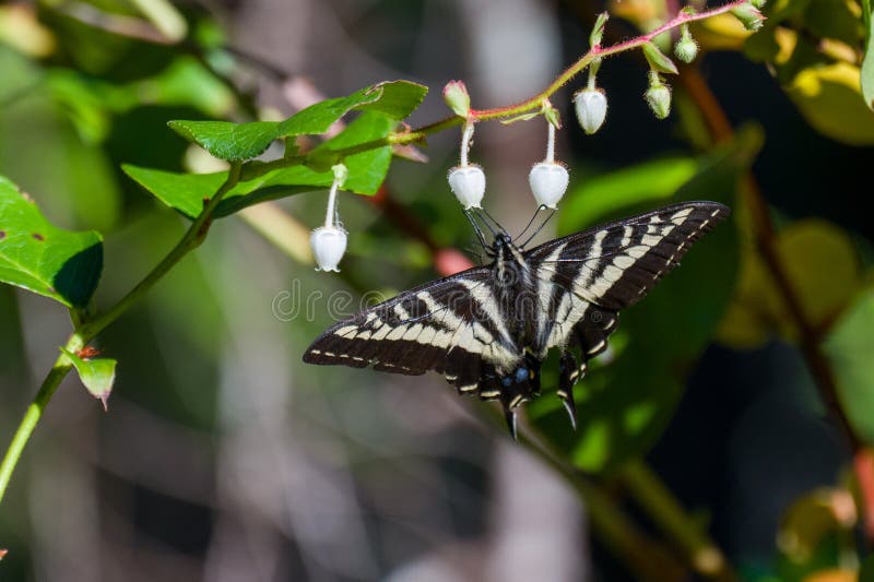 Closeup of a Pale Swallowtail Perched on Tiny White Flowers on a Shrub ...