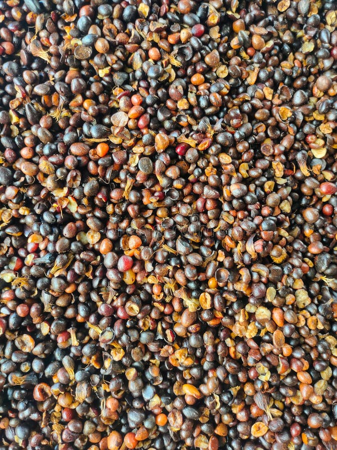 Closeup Palm Kernal Seeds Mixed with Shell and Uncrack Palm Kernal ...