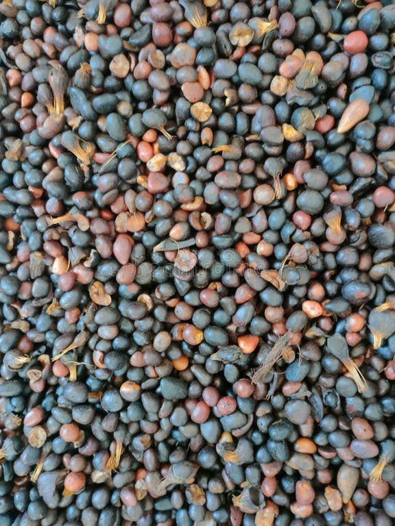 Closeup Palm Kernal Seeds Mixed with Shell and Uncrack Palm Kernal ...