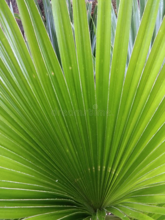 Closeup of a palm leaf stock image. Image of limb, jungle - 42348933