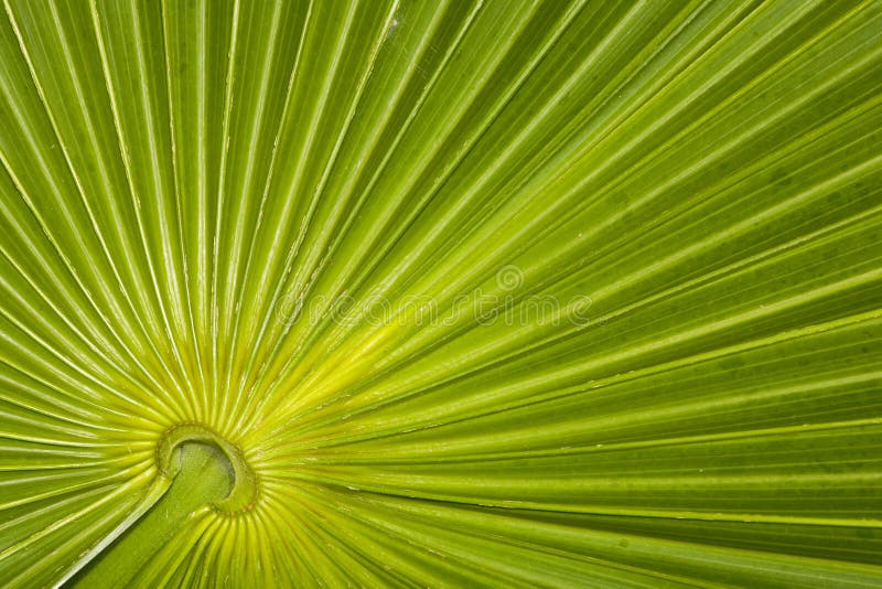 Maya Radial Bitmap Stock Photos - Free & Royalty-Free Stock Photos from ...