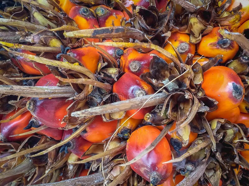 Closeup of Palm Oil Kernel Fruit. Stock Image - Image of ripe ...