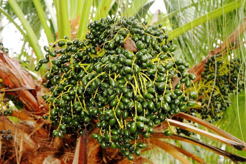 Closeup of the Palm Tree Fruits Stock Photo - Image of bloom, seed ...