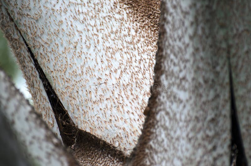 Closeup of Palm Tree Leaf Base Stock Image - Image of background, tree ...