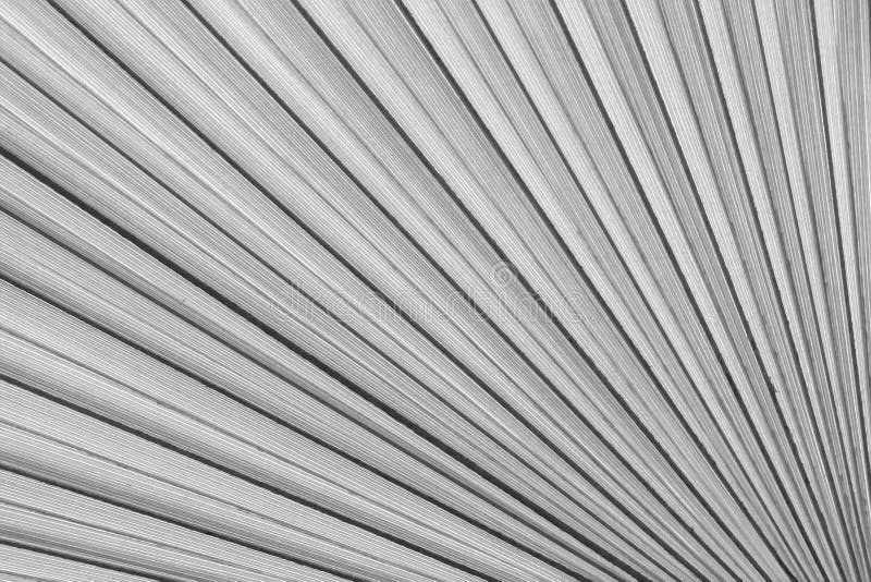Closeup palm tree leaf stock photo. Image of texture - 121019190