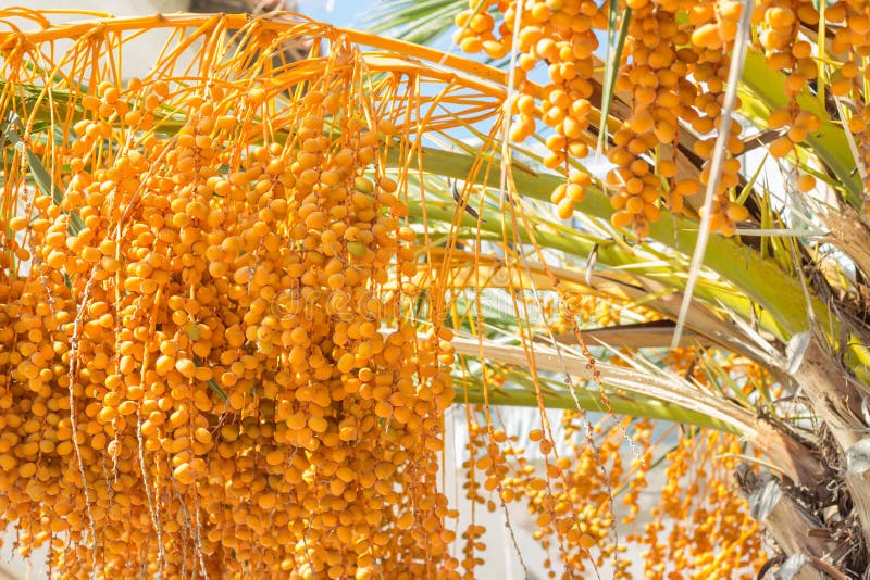 Closeup of palm tree stock image. Image of detail, fresh - 78125767