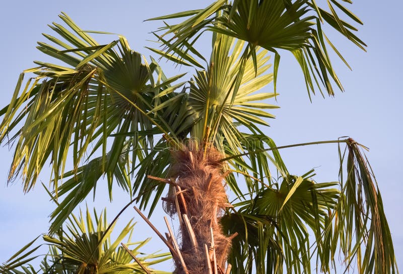 Closeup of a palm tree stock photo. Image of tree, twig - 115123912