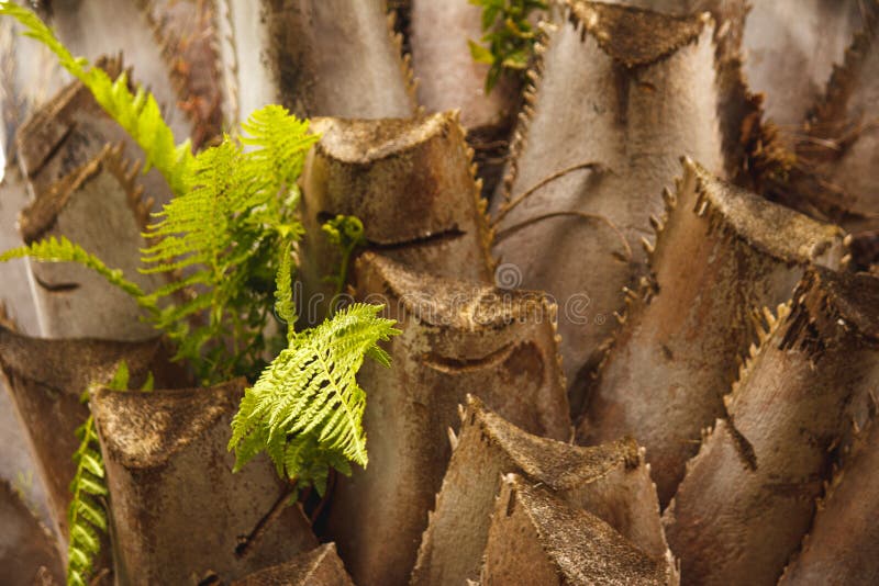 Closeup Palm Tree Trunk and Green Leaves. Stock Image - Image of palm ...